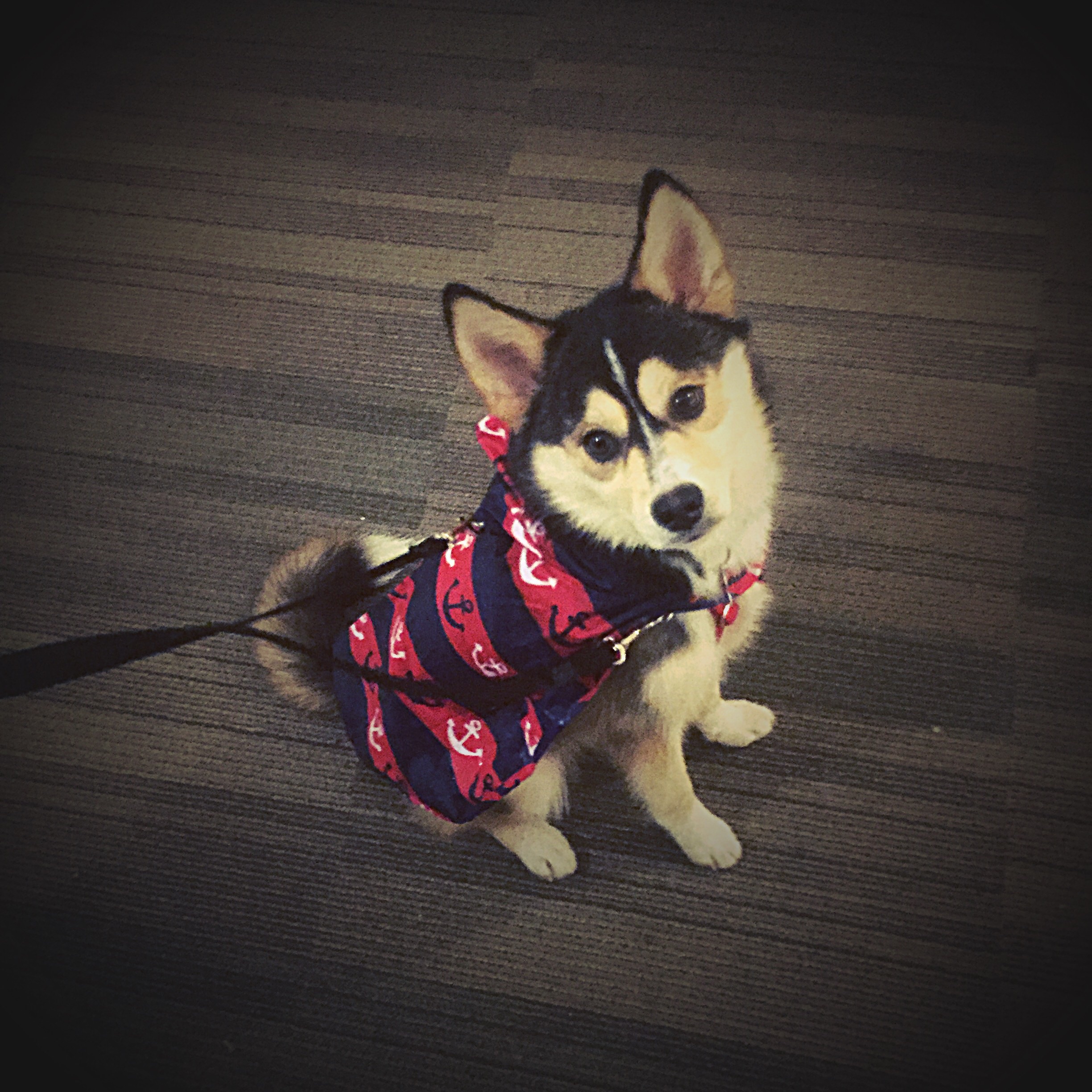 Piper Pomsky ready to frolic. | Scrolller