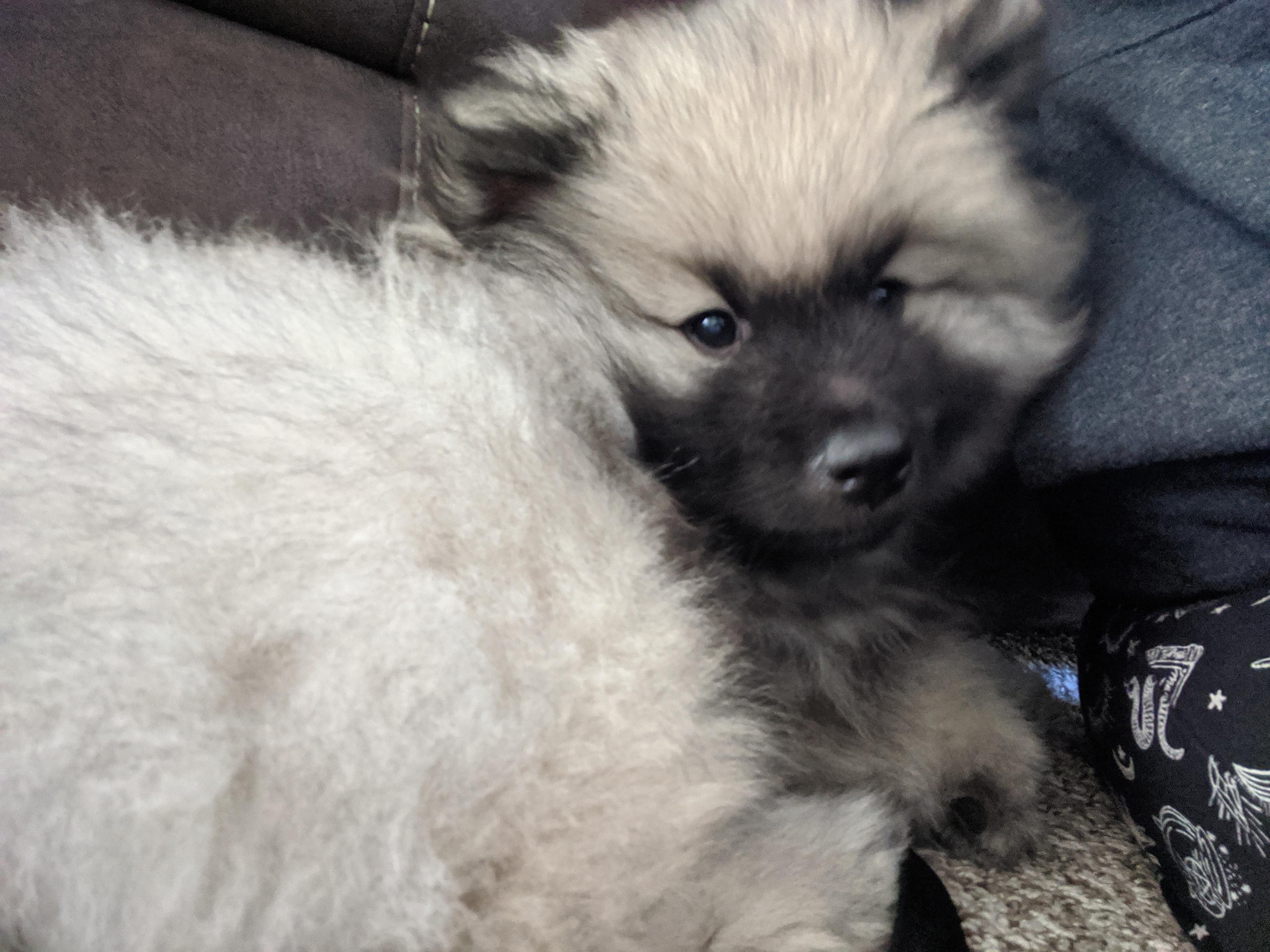 Pippin showing off his little fluff butt | Scrolller