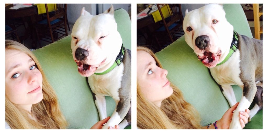 Pitbull making faces [/u/invalidtremors] | Scrolller