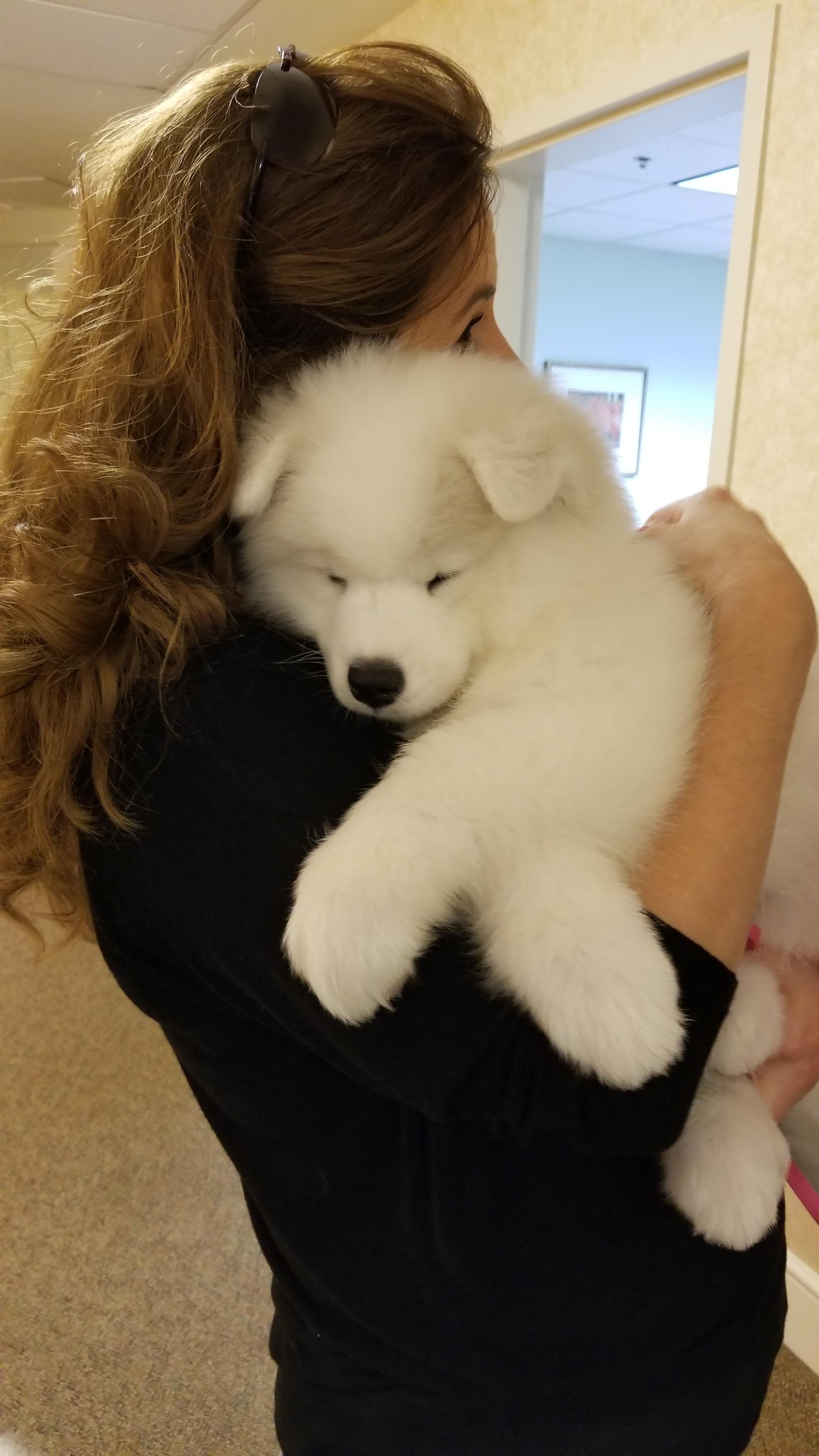 Pixel got a sister! Meet Kashmir, the biscuit eared baby!! | Scrolller