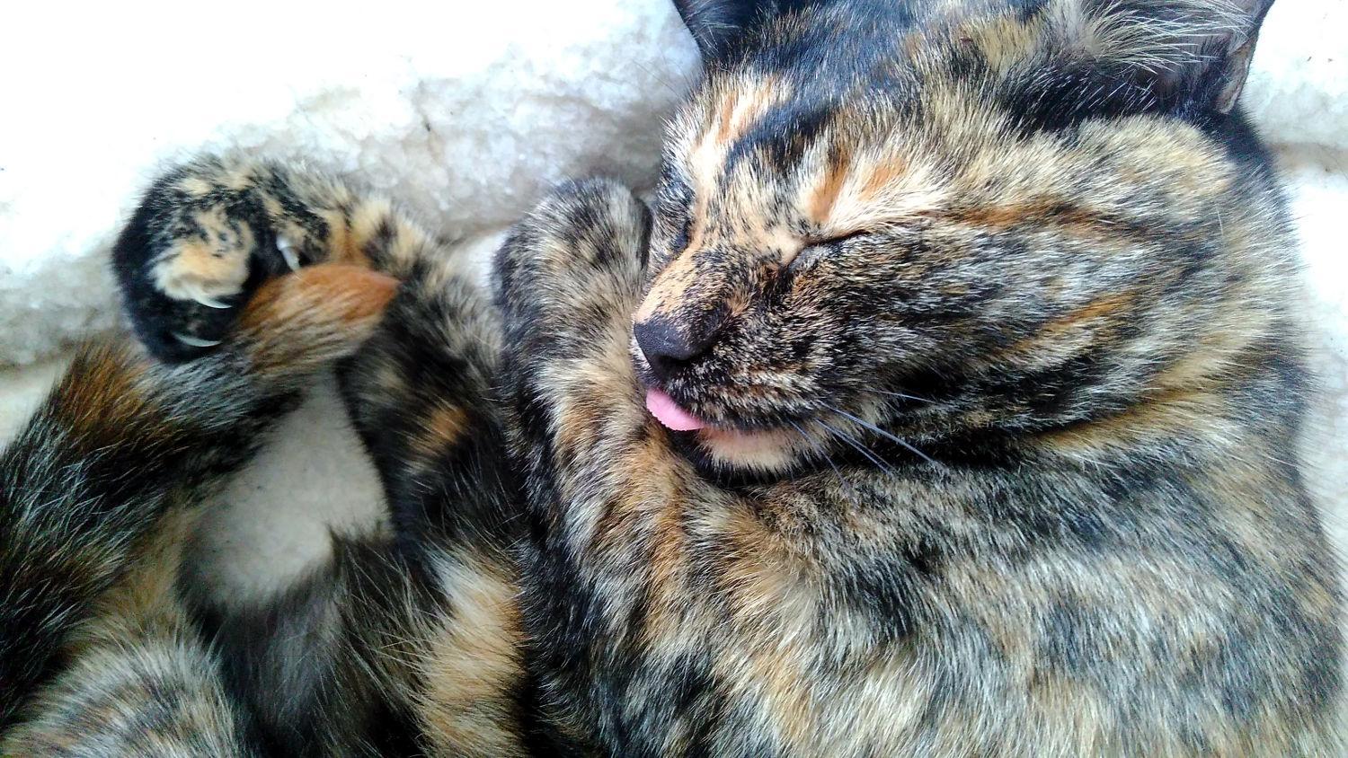 Pixel likes to blep while she's sleeping | Scrolller