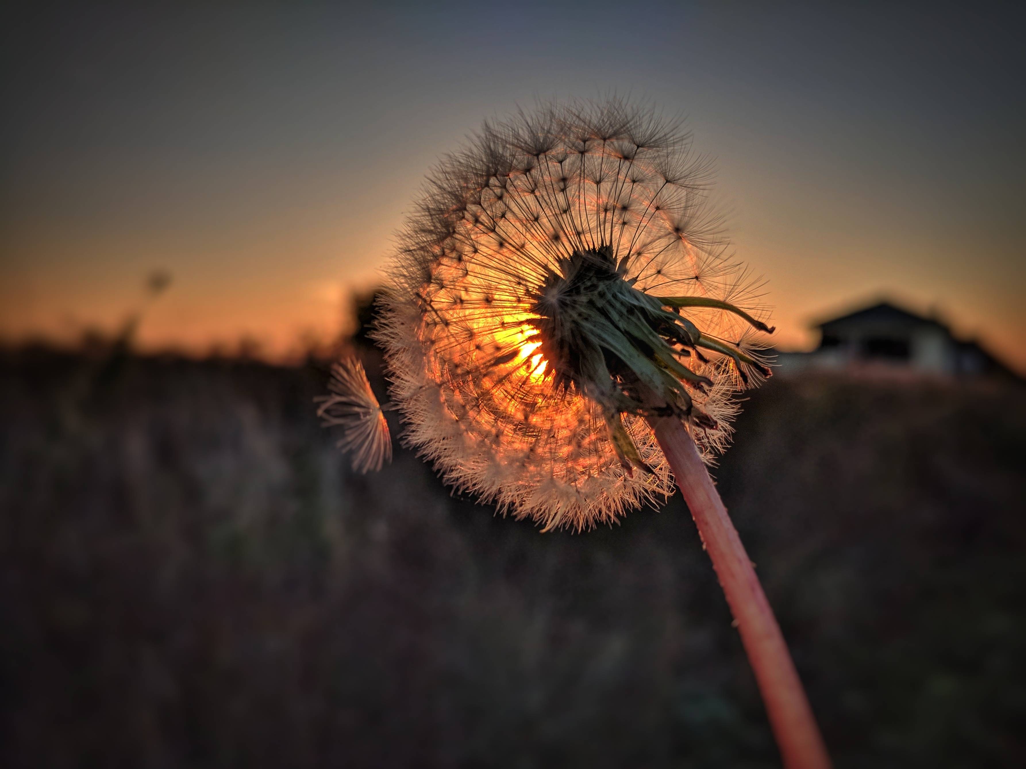 Pixel OG | Scrolller