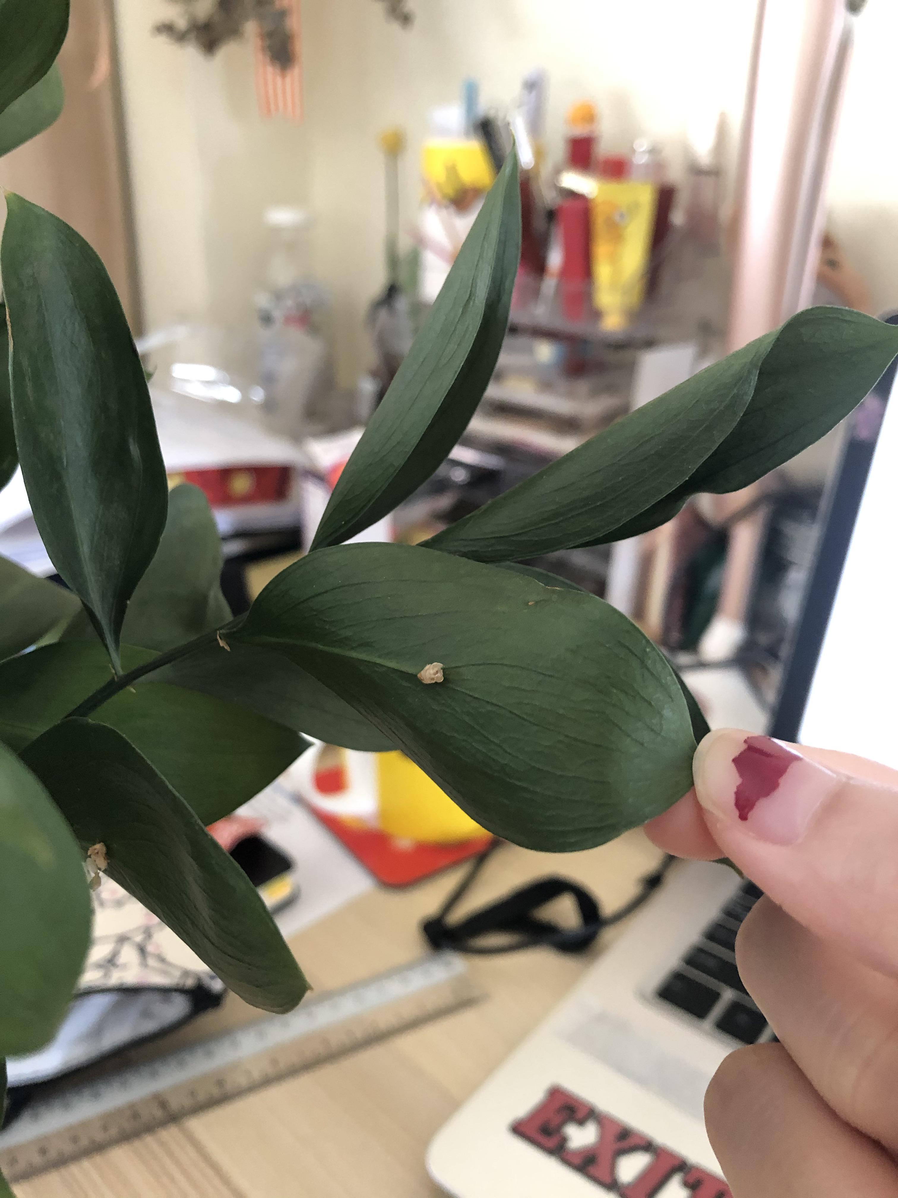 PLANT CRISS... what are these things appearing underneath my plant’s leaves? | Scrolller