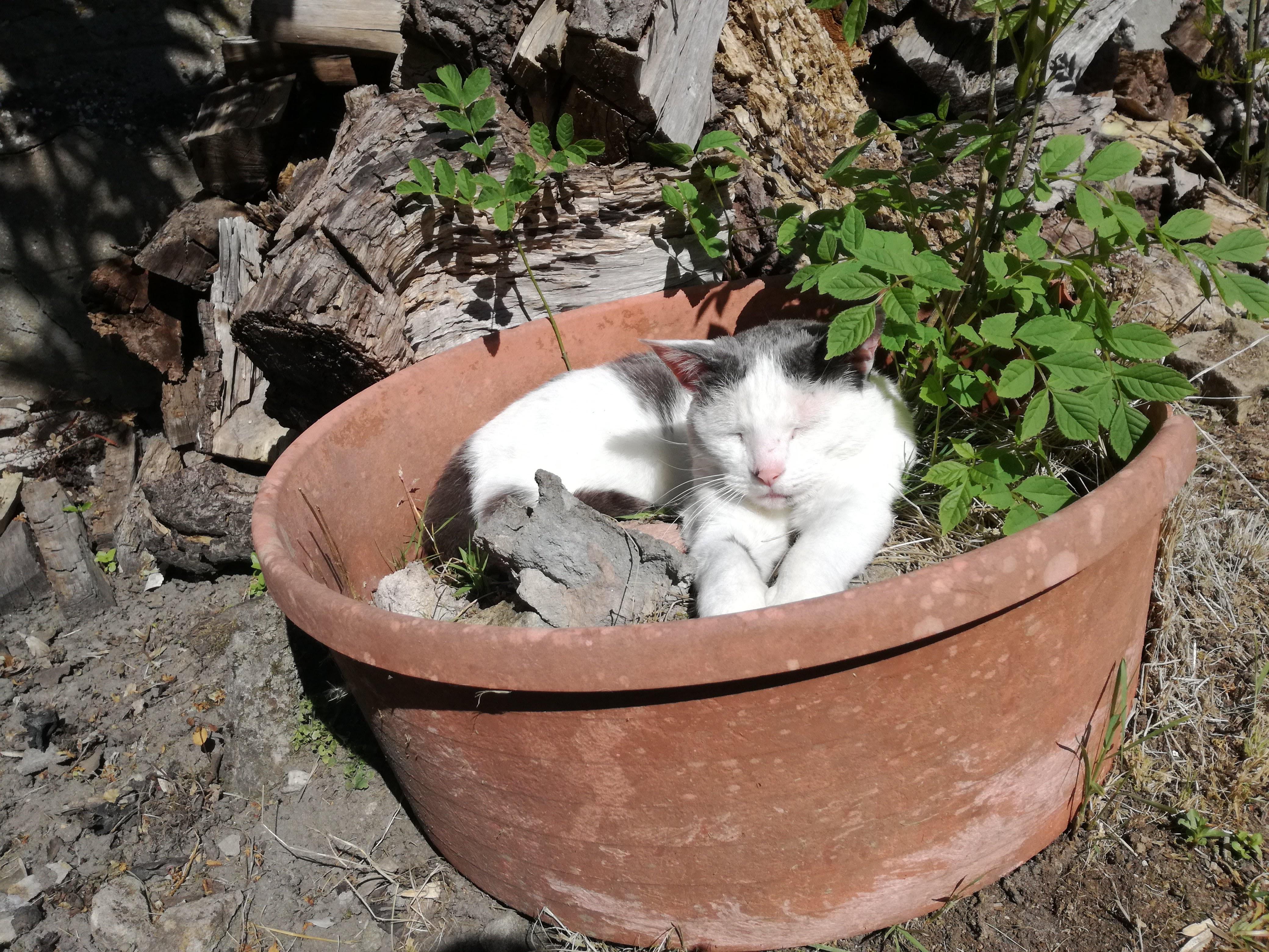 Plant pot cat | Scrolller