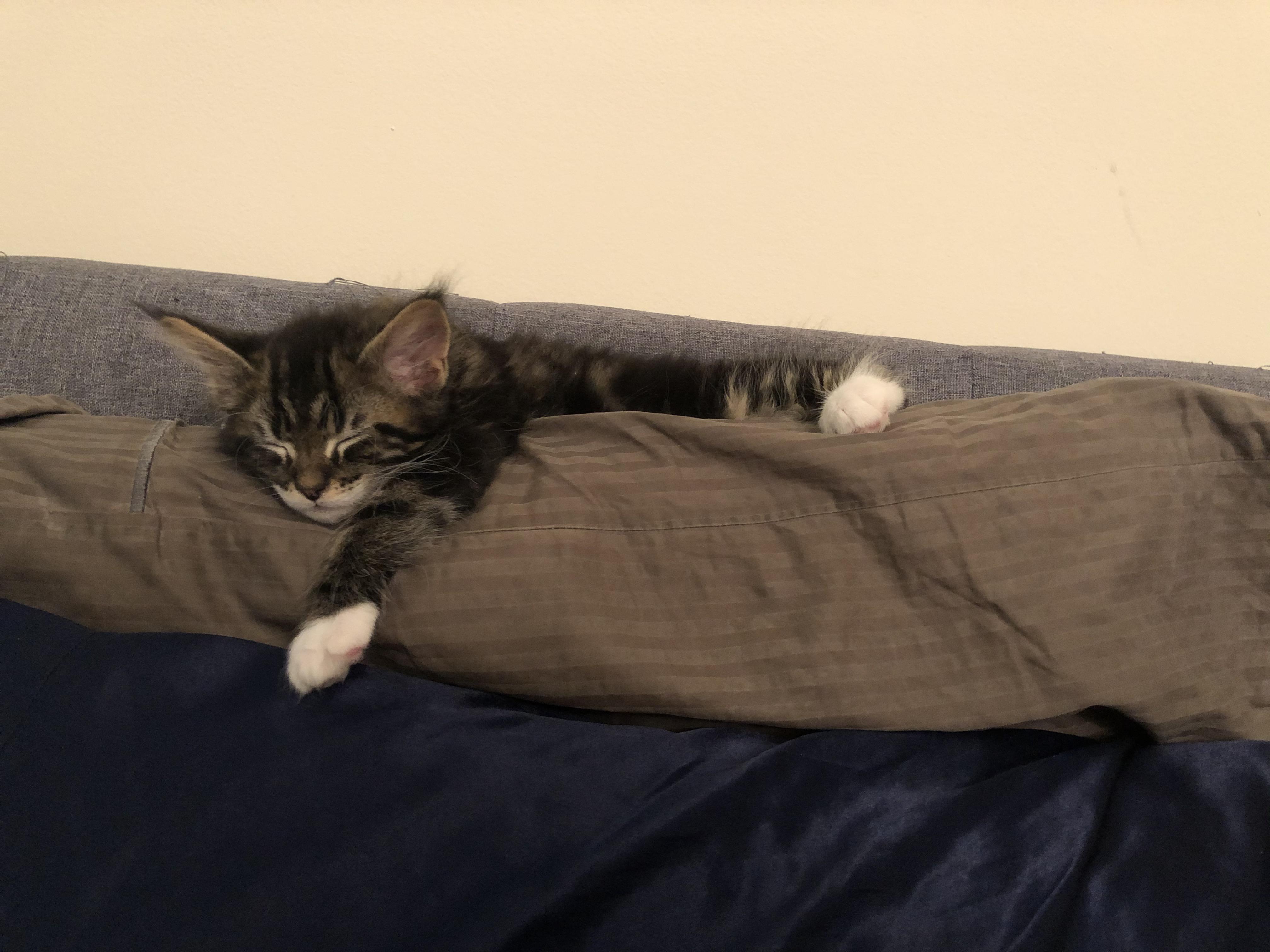 “Play hard, nap hard” -Moose | Scrolller