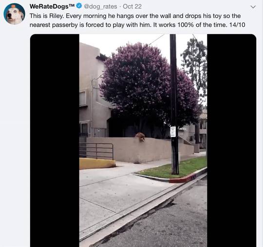 Play with Riley, gosh darn it. | Scrolller