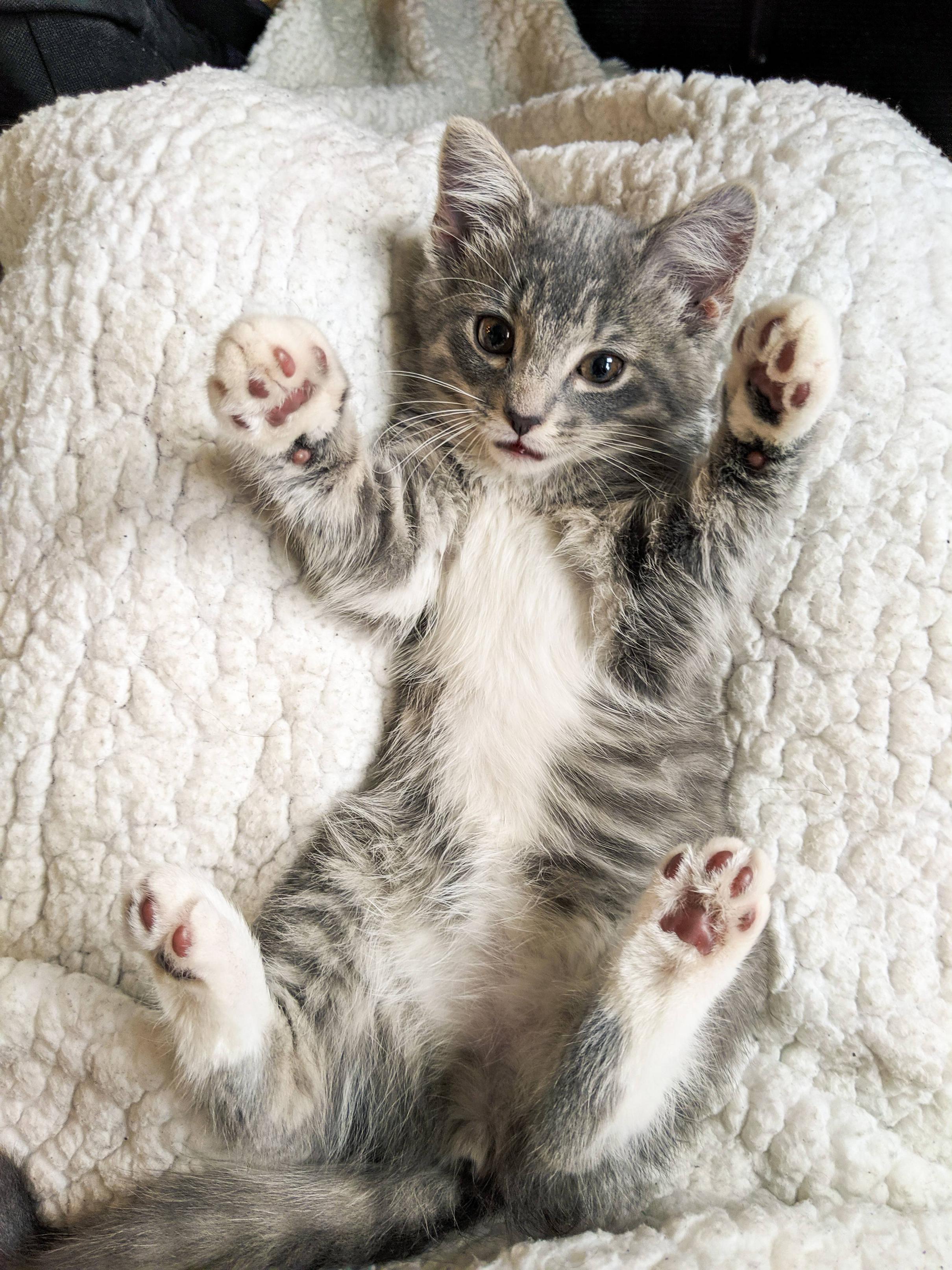 Playful Beans | Scrolller