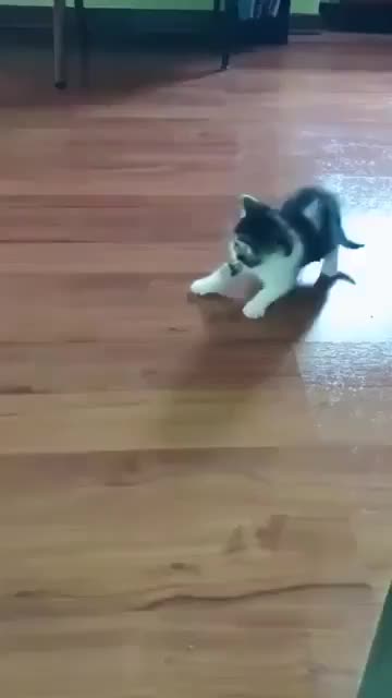 Playful kitten | Scrolller