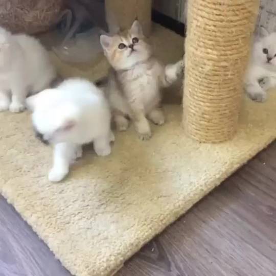 Playful kittens | Scrolller