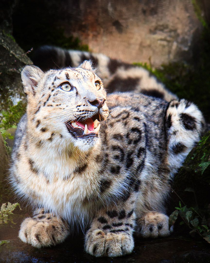 Playful snow leopard | Scrolller