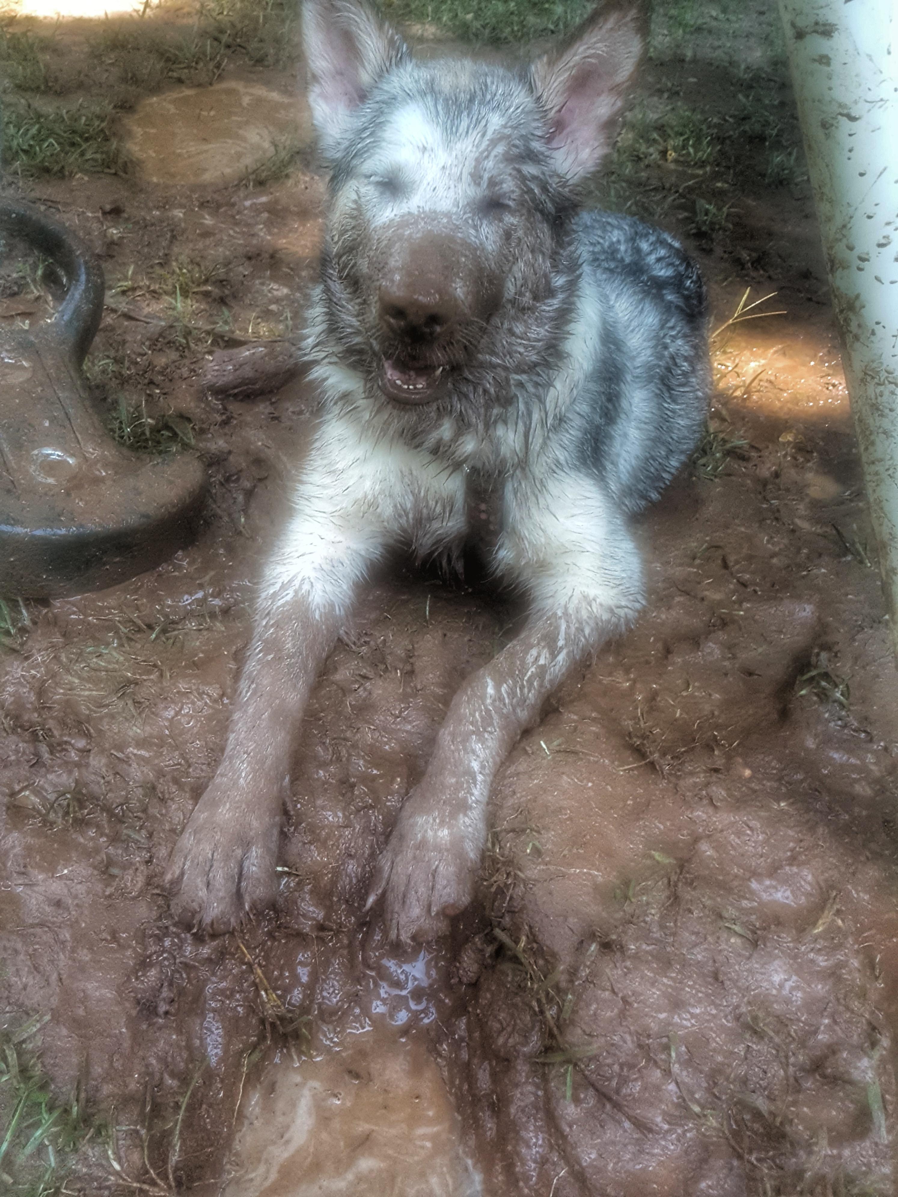 Playing in mud | Scrolller