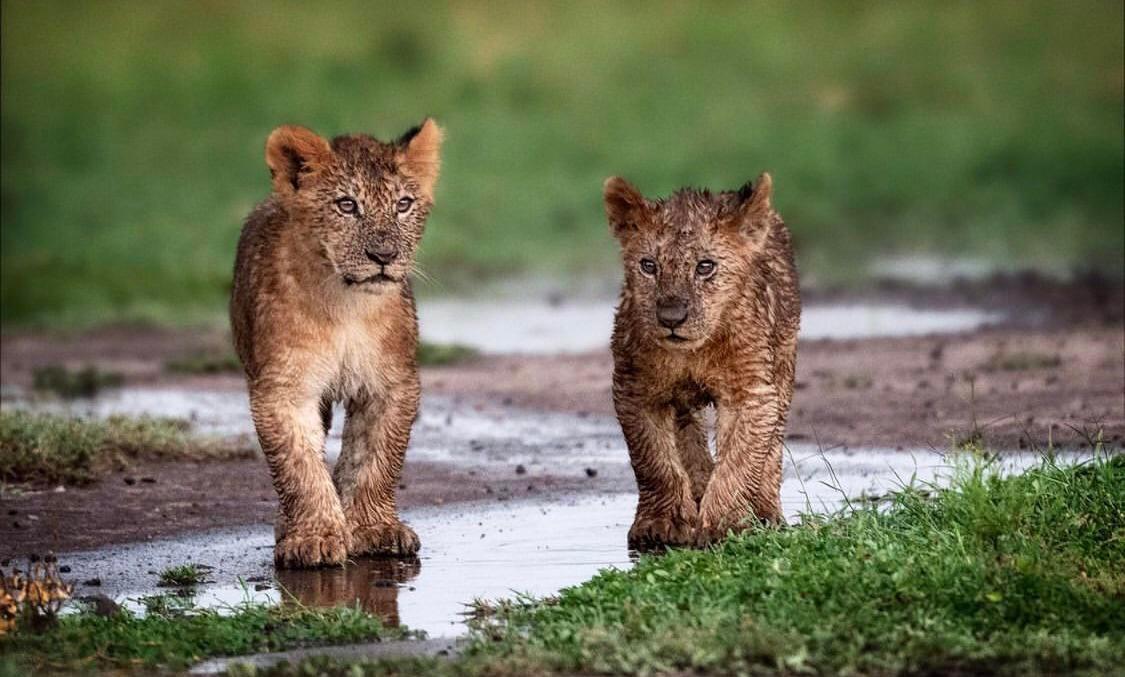 Playing In The Mud | Scrolller