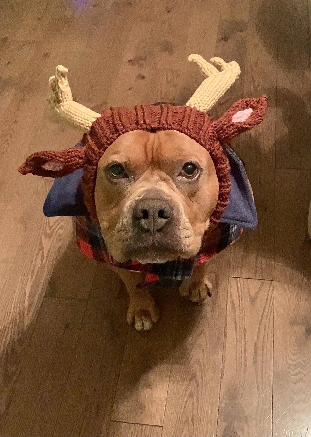 Please draw my reindeer Kobe | Scrolller