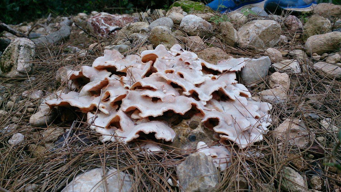 Please help ID. | Scrolller