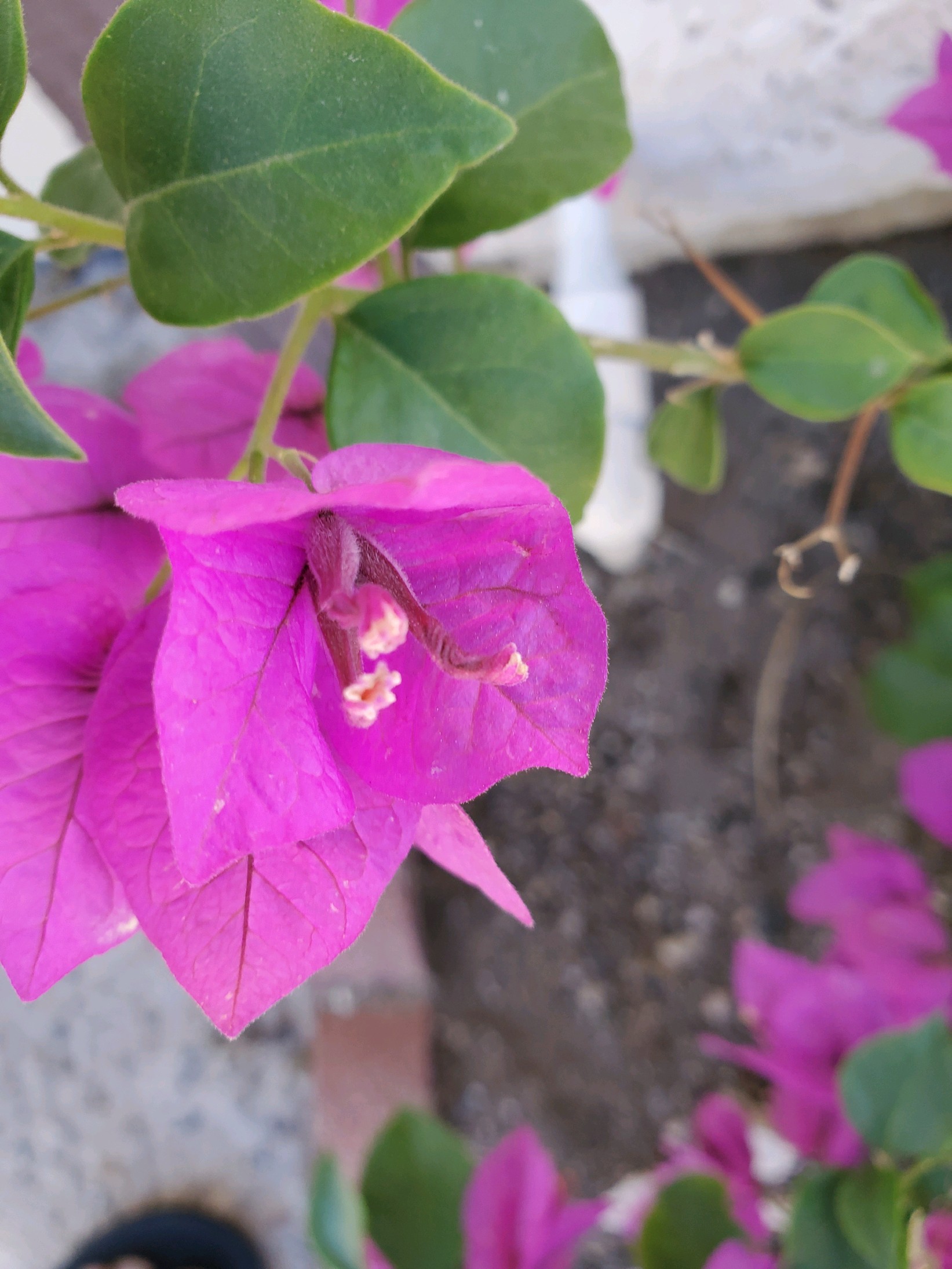 Please help me identify. | Scrolller