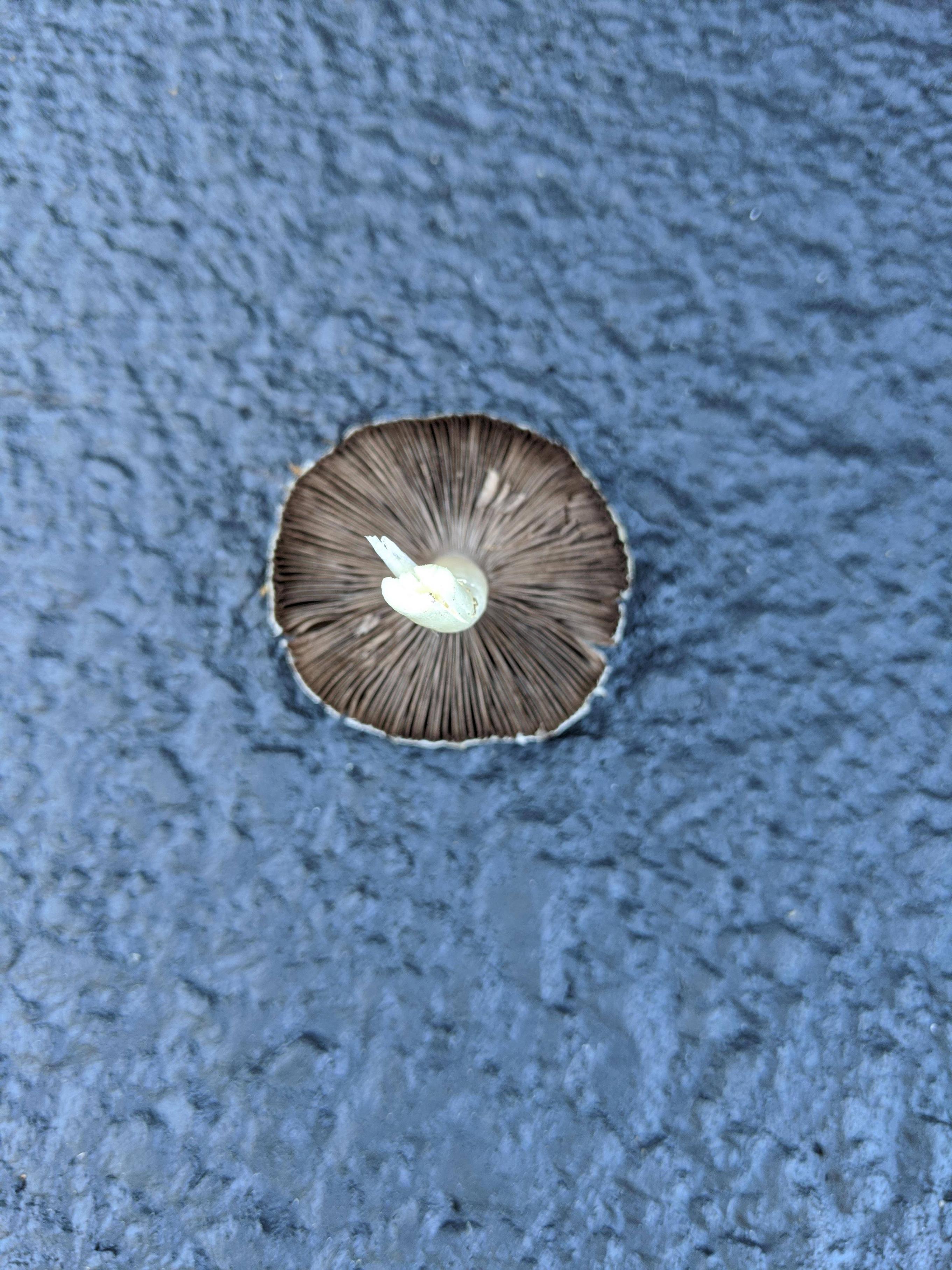 Please help with Identification | Scrolller