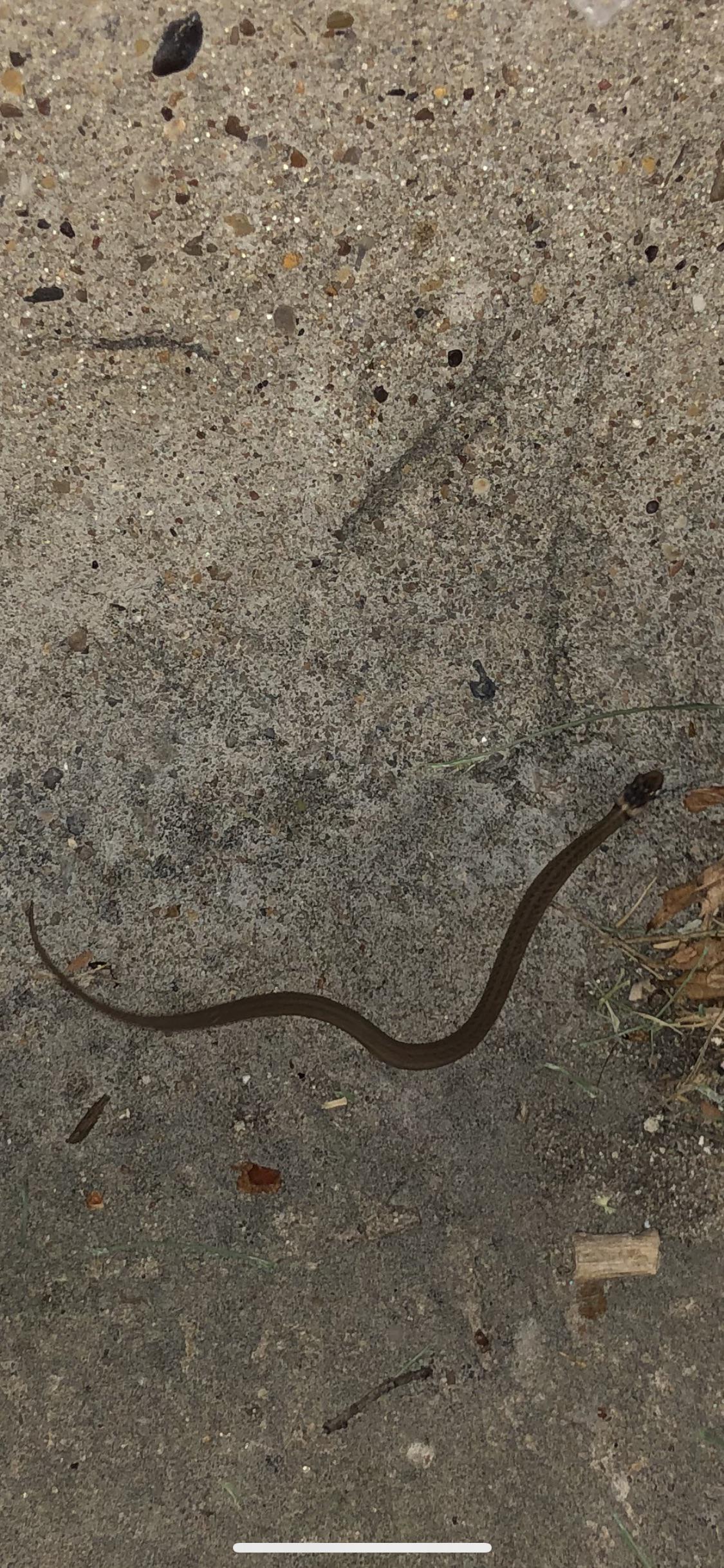 Please ID this baby snake | Scrolller