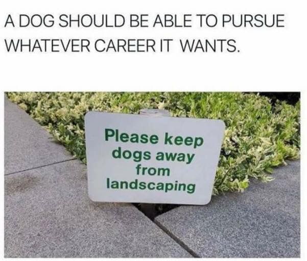 Please keep dogs away from landscaping | Scrolller