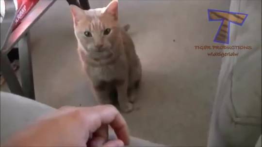 Please pet me | Scrolller