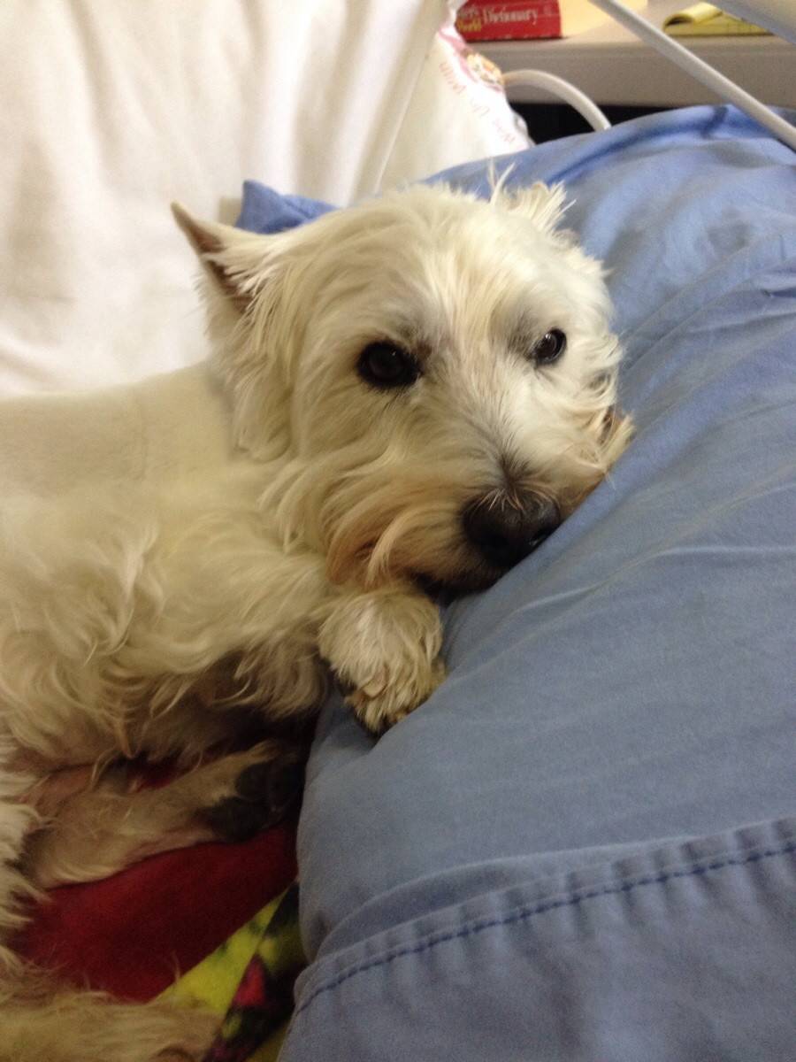 Please pet me, look how cute I'm being! | Scrolller