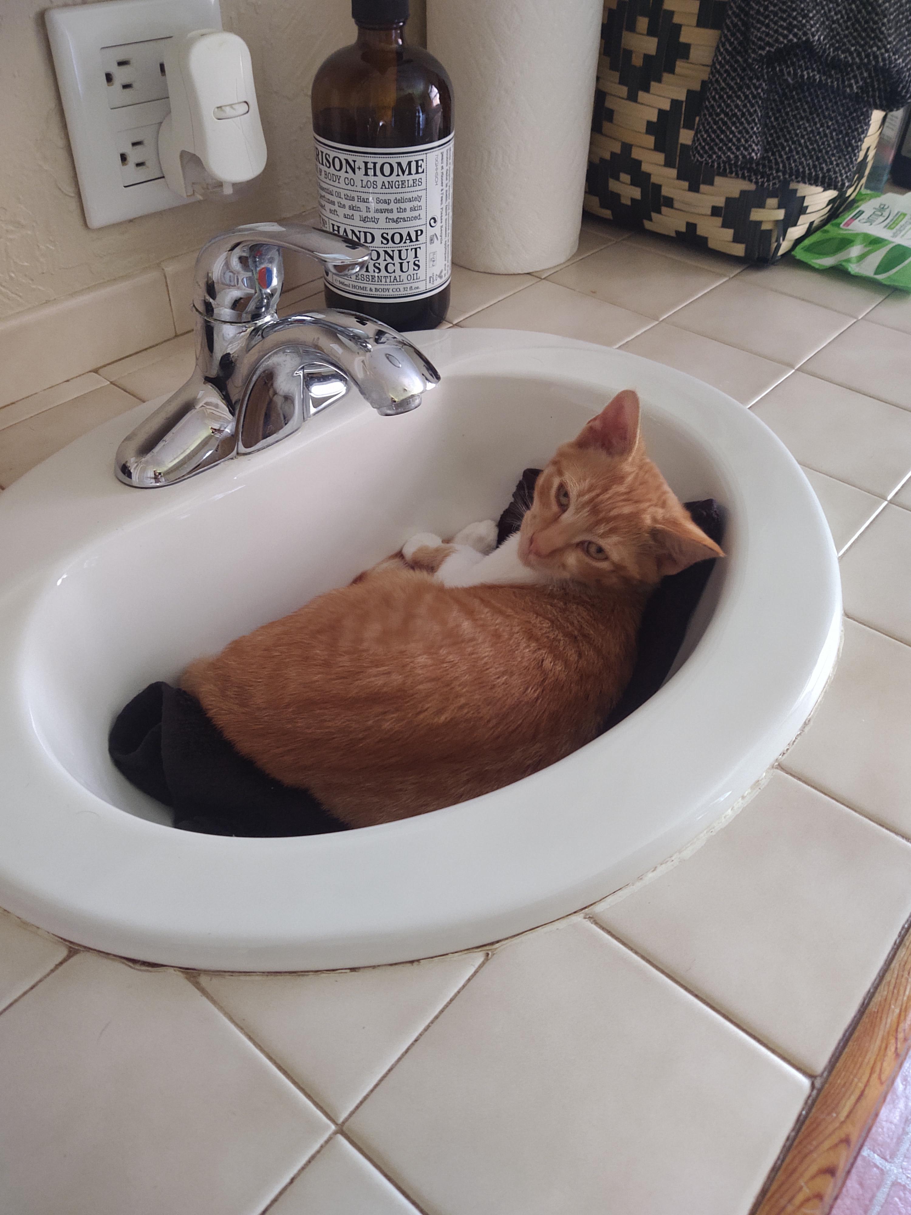 Pluto the sink kitty. | Scrolller