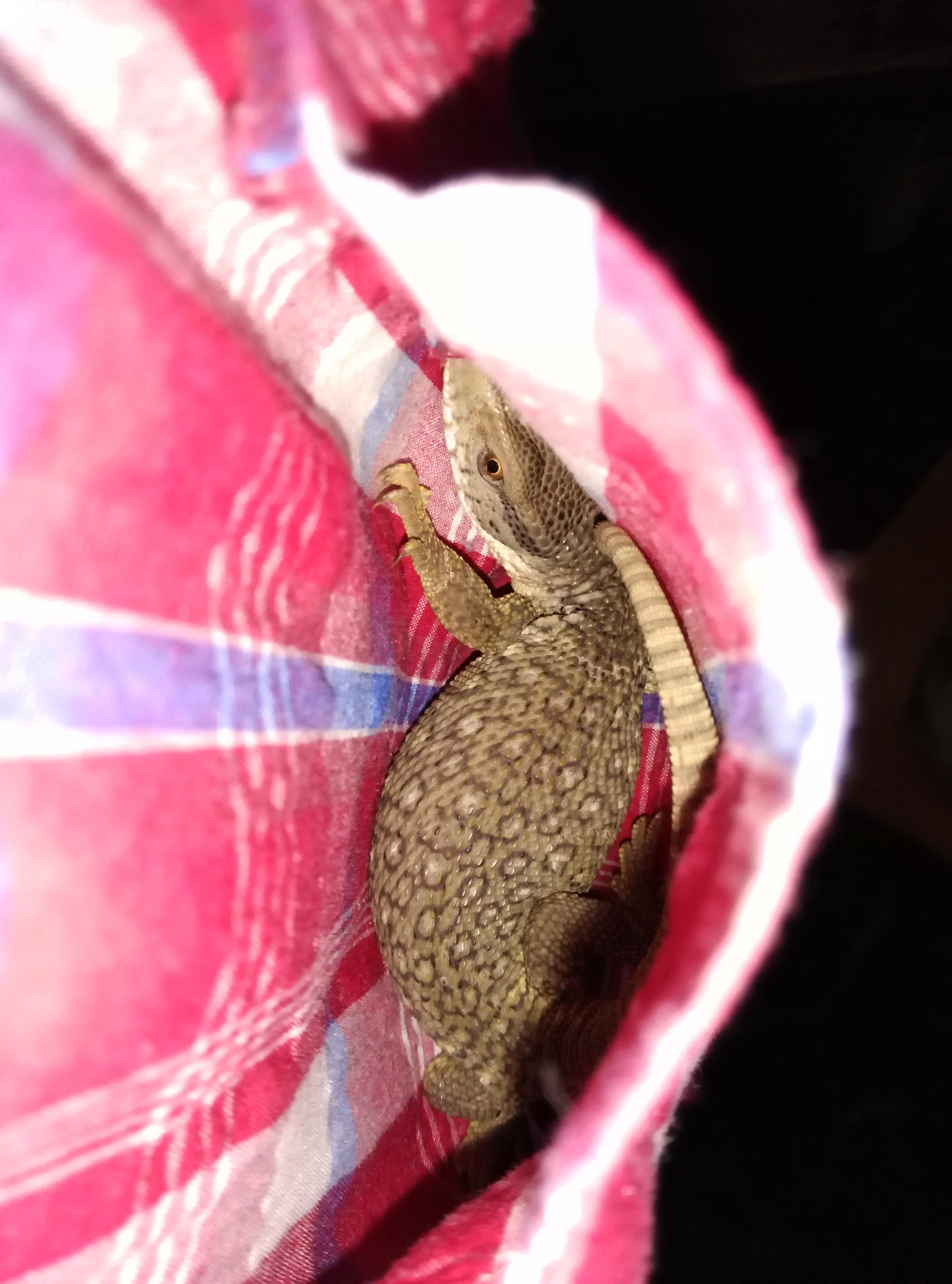 Pocket lizard | Scrolller