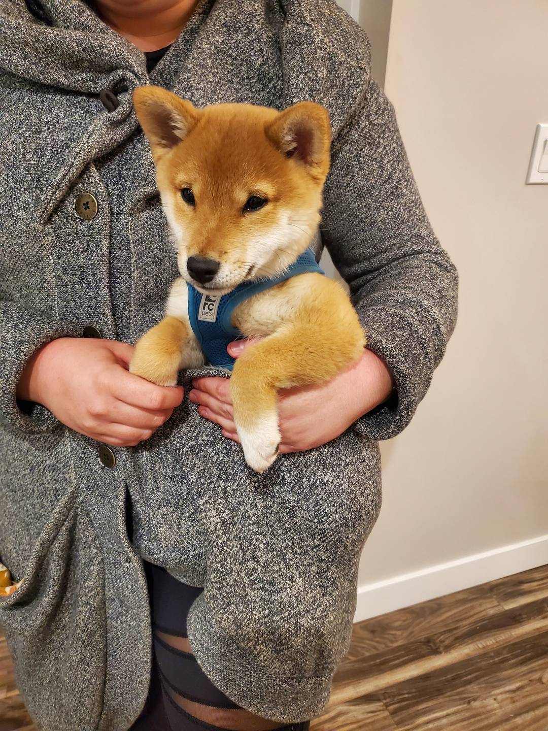 Pocket Shibe! | Scrolller