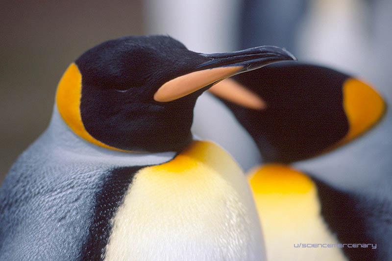 [POD][OC] King Penguins | Scrolller