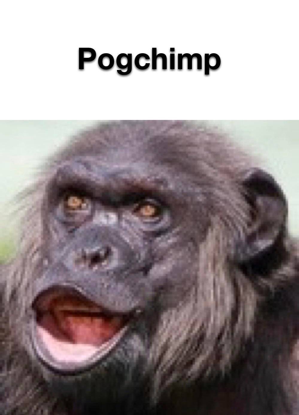 Pogchimp | Scrolller