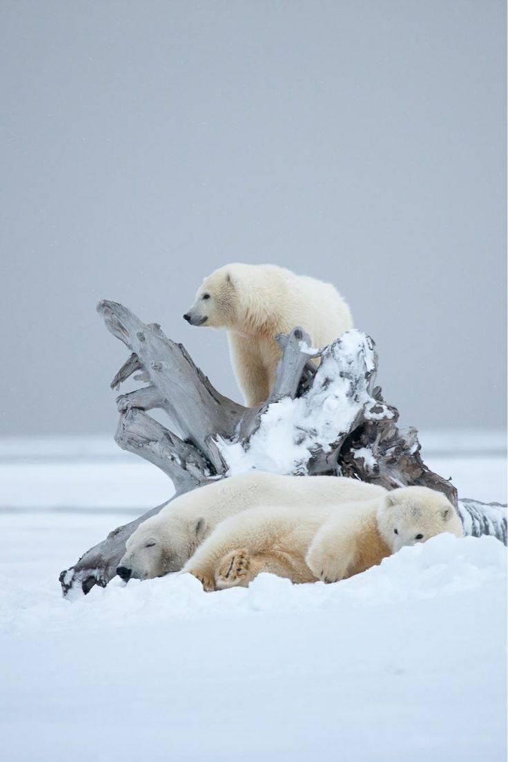 Polar Bear | Scrolller