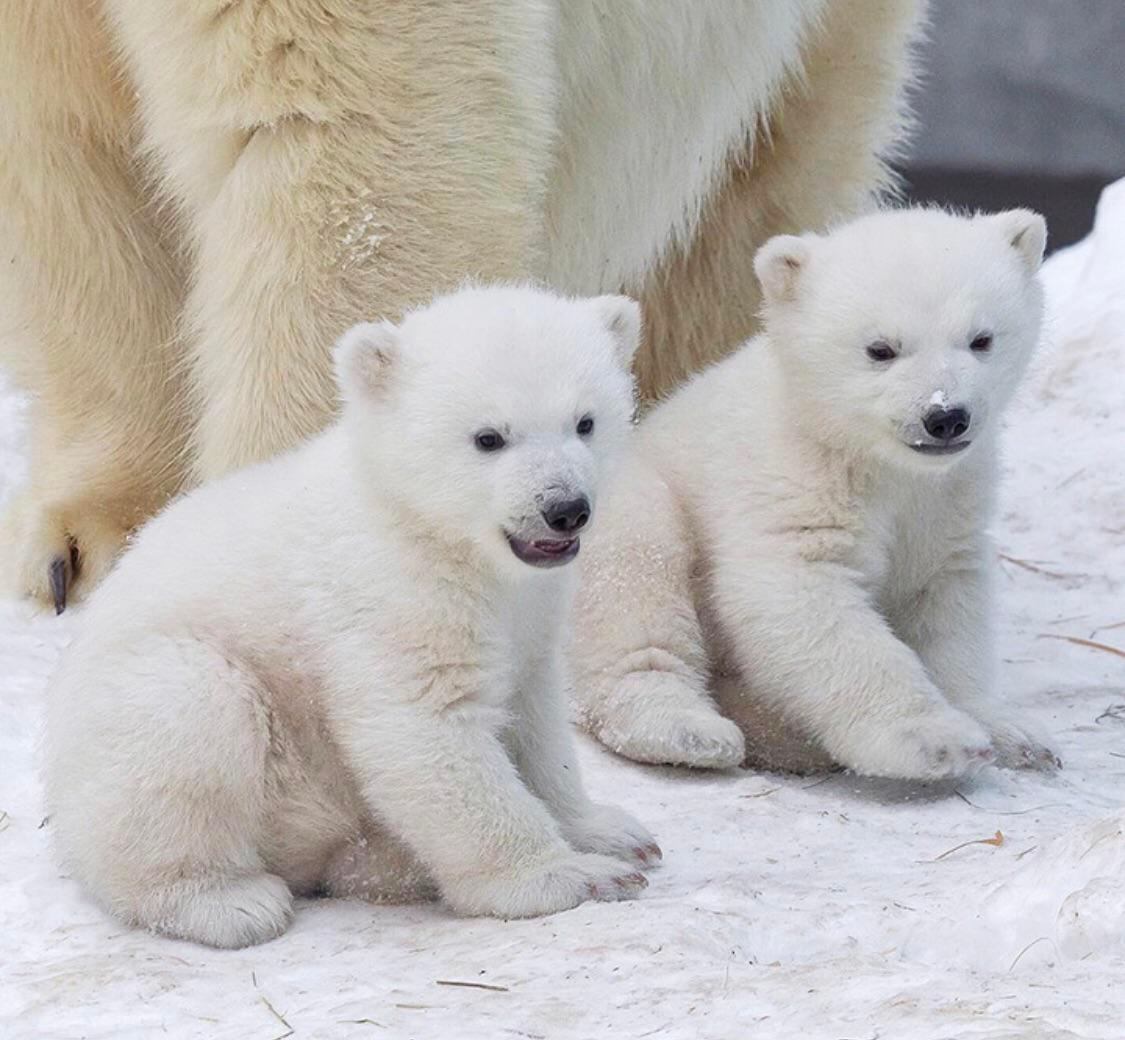 Polar Bear Cubs | Scrolller