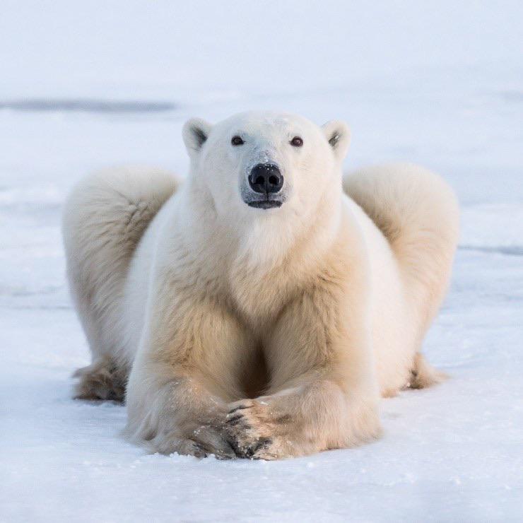 Polar Bear | Scrolller