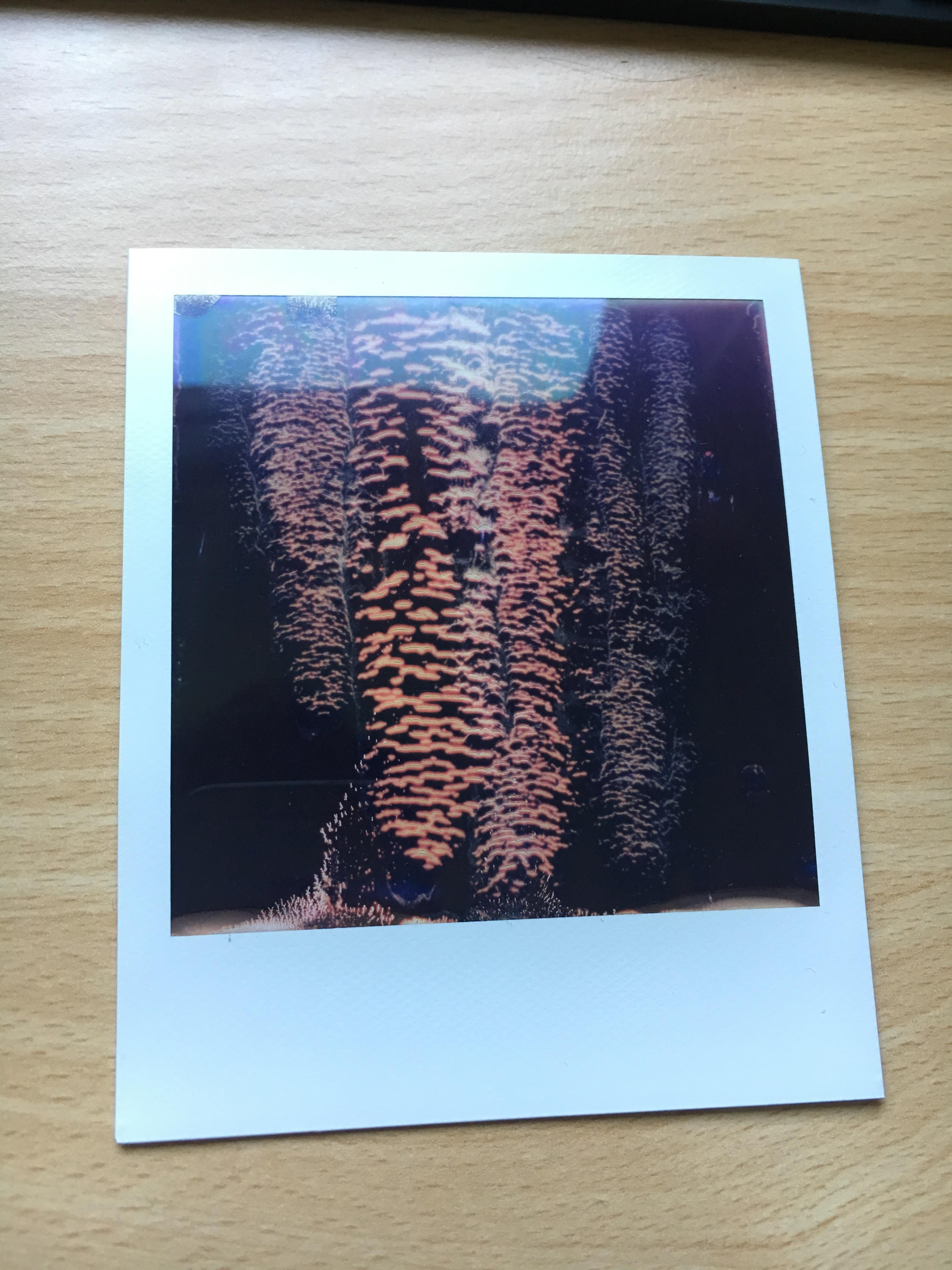 Polaroid image went wrong - looks dope | Scrolller