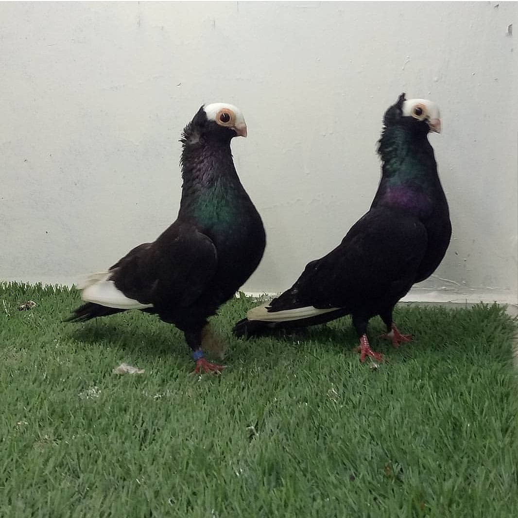 Polish crested pigeons | Scrolller