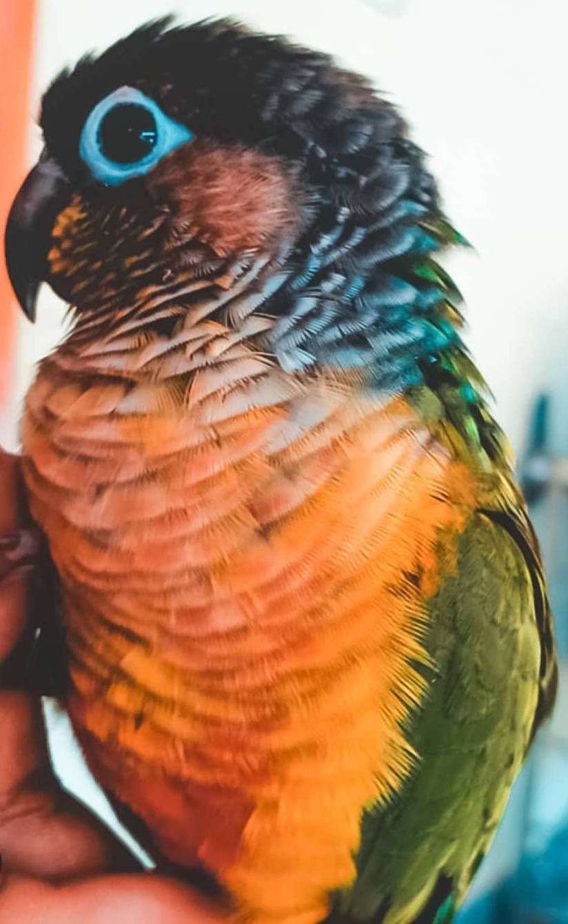 Polly Scrolller