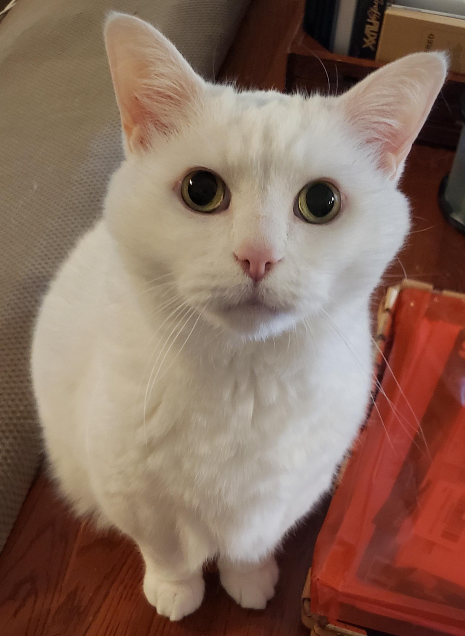 Polly Ptuesday Scrolller