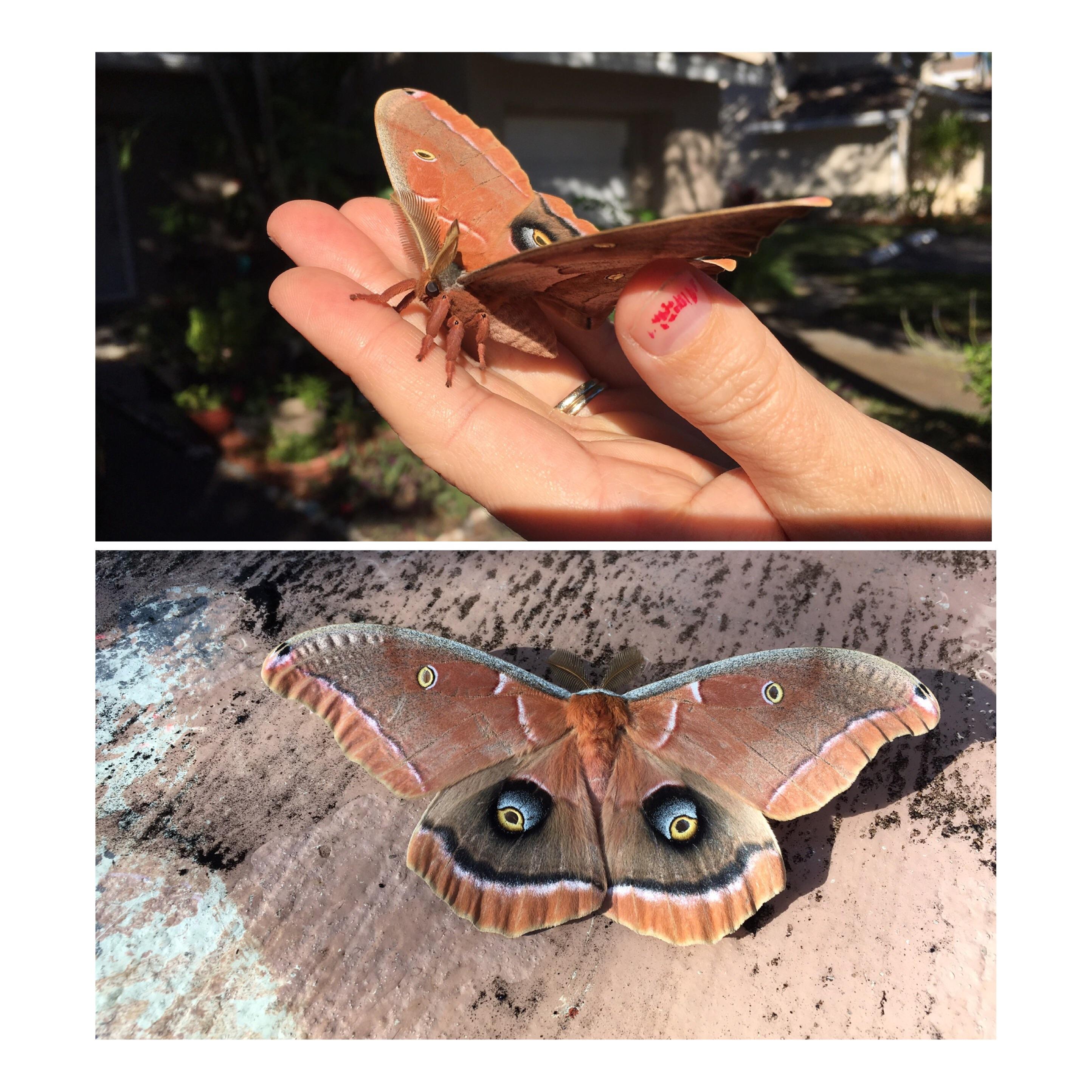 Polyphemus Moth. SO beautiful! | Scrolller