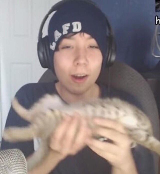 Poor cat ;-; | Scrolller