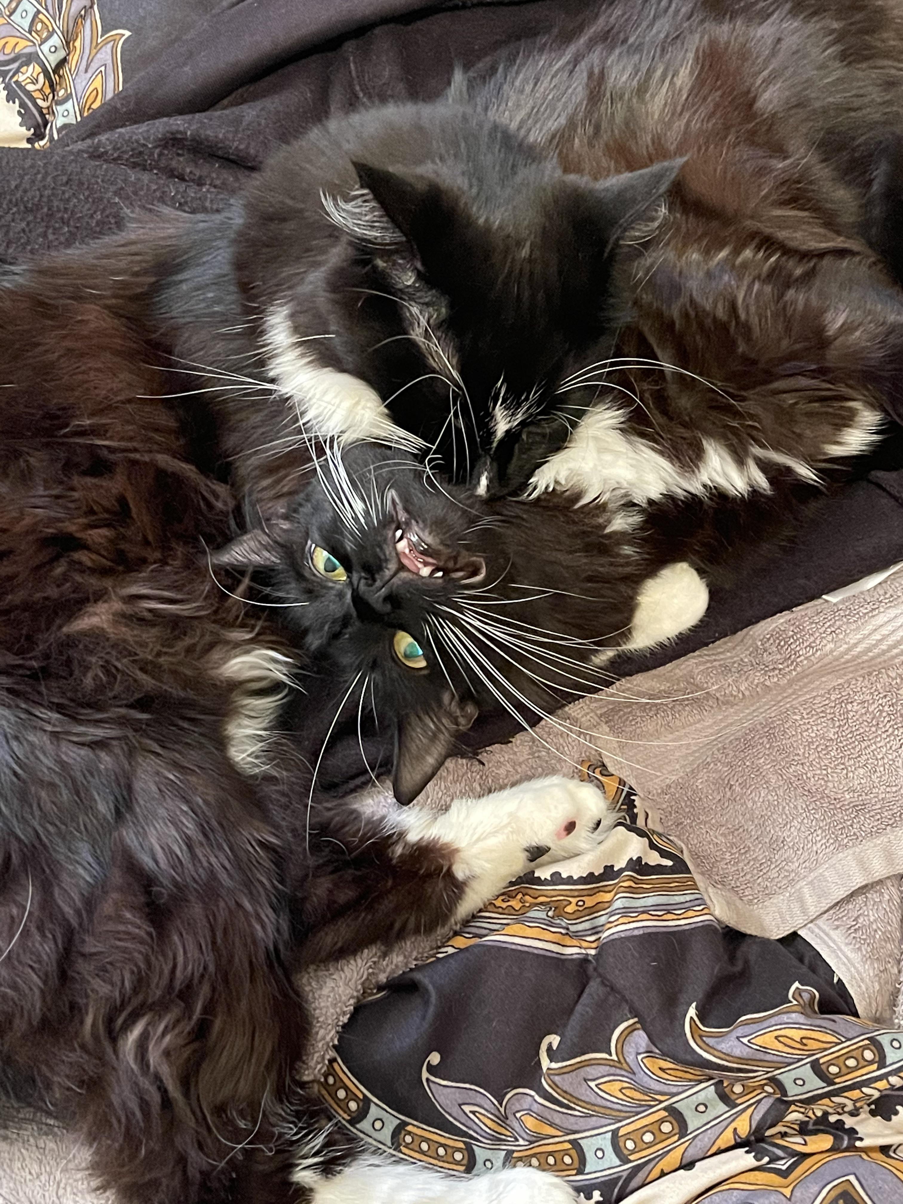 Poor Chester | Scrolller