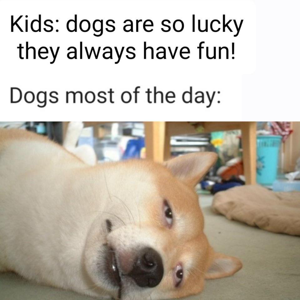 Poor doggo | Scrolller