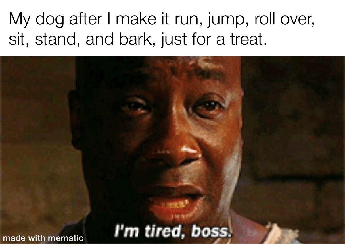 Poor doggo | Scrolller