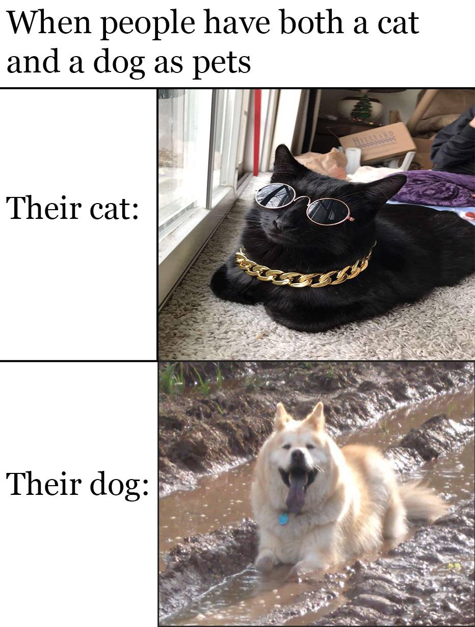 Poor dogs | Scrolller