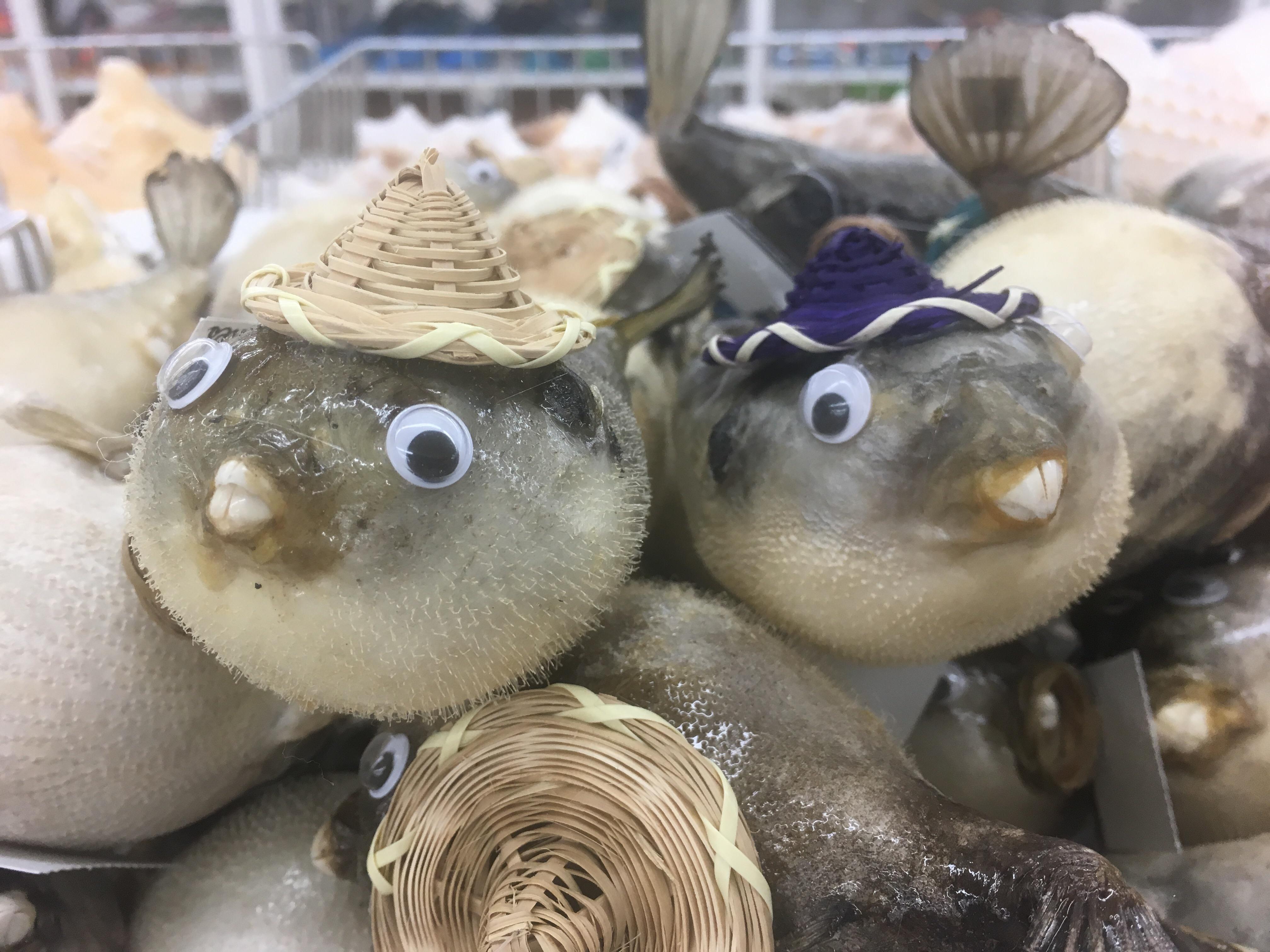 Poor pufferfish | Scrolller