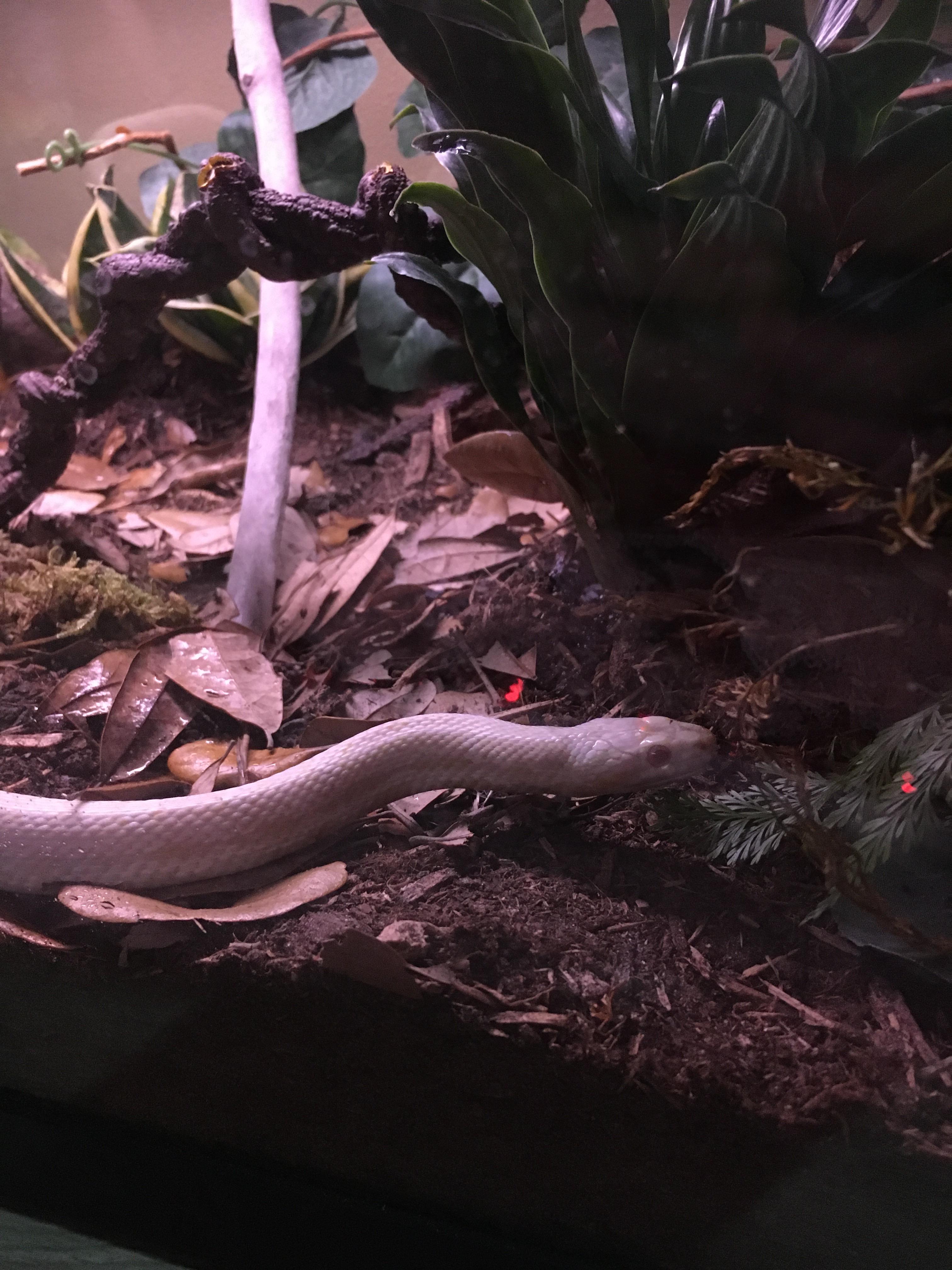 Popcorn exploring his new bioactive setup!! :D | Scrolller
