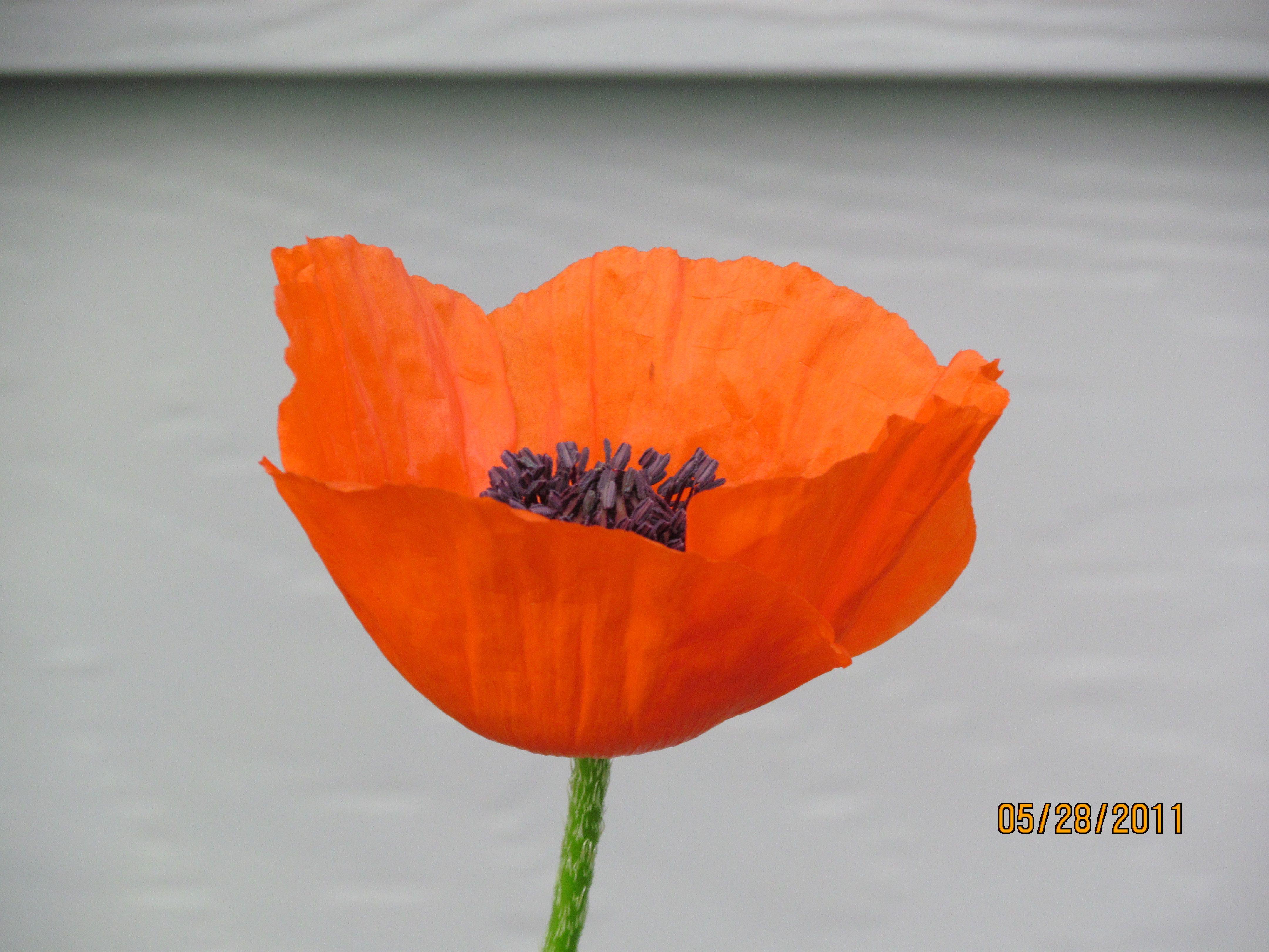 Poppy | Scrolller