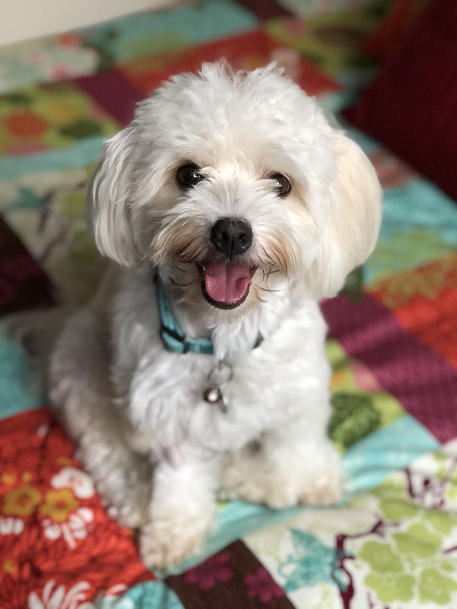 Poppy the puppy posing for the camera | Scrolller