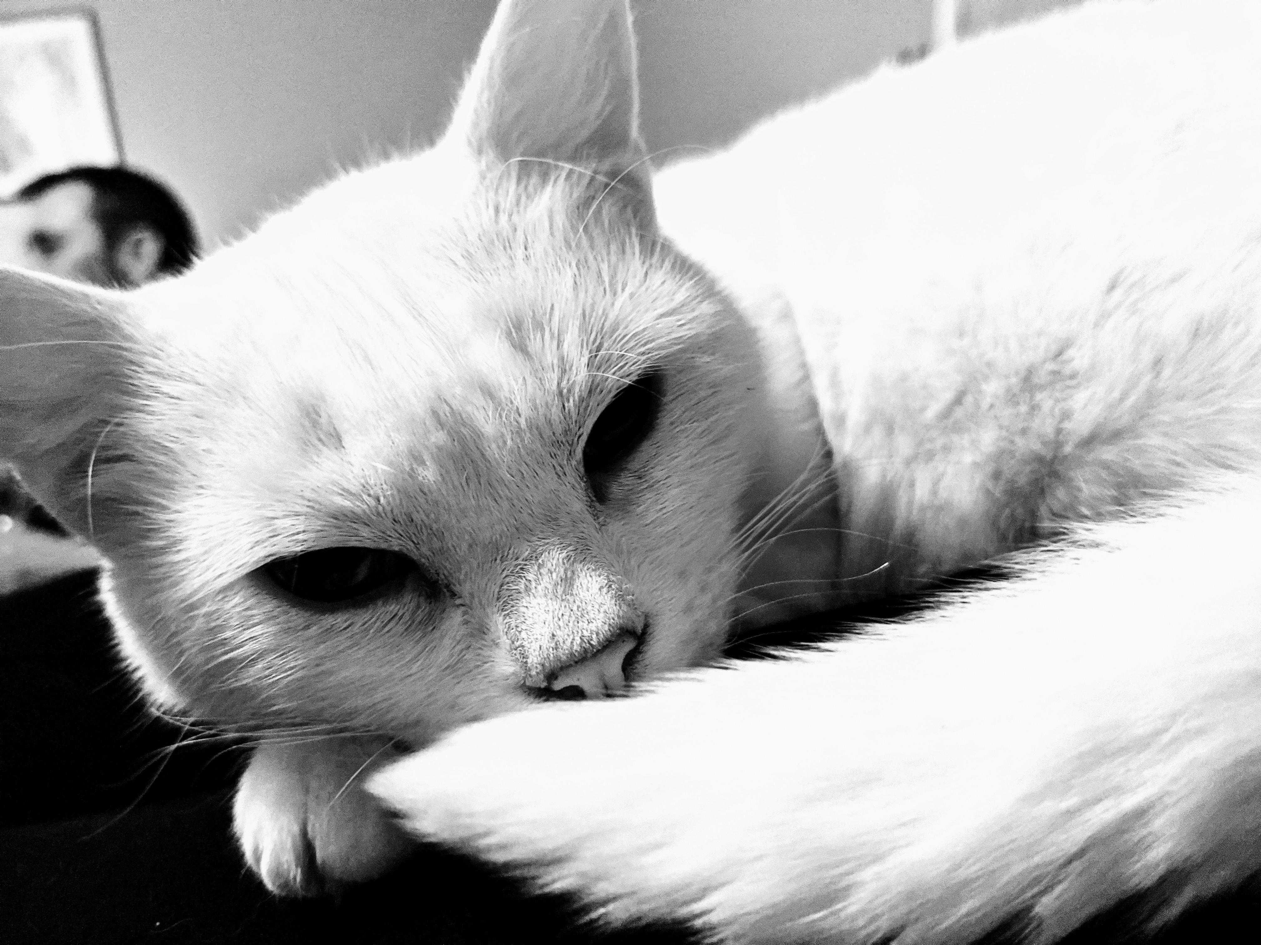 Portals into the cat dimension. | Scrolller