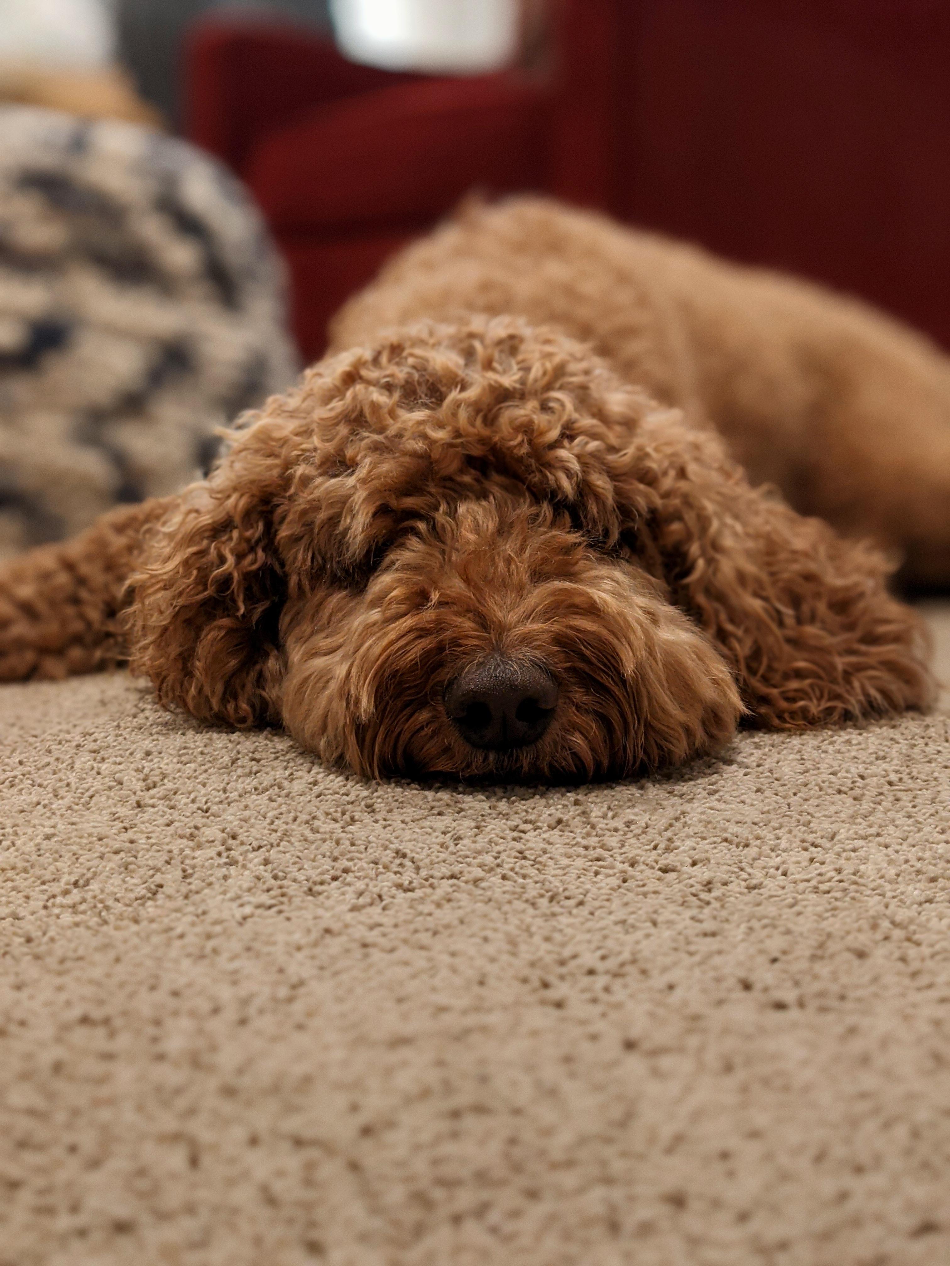 Portrait Mode Looks Great! | Scrolller