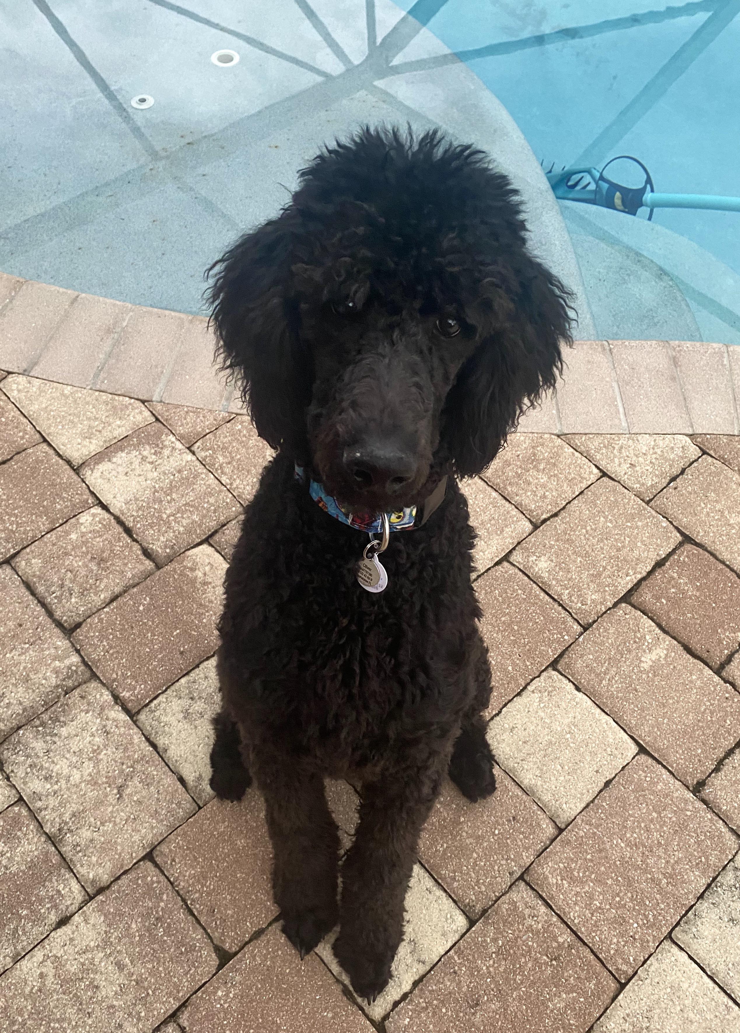 posing by the pool | Scrolller