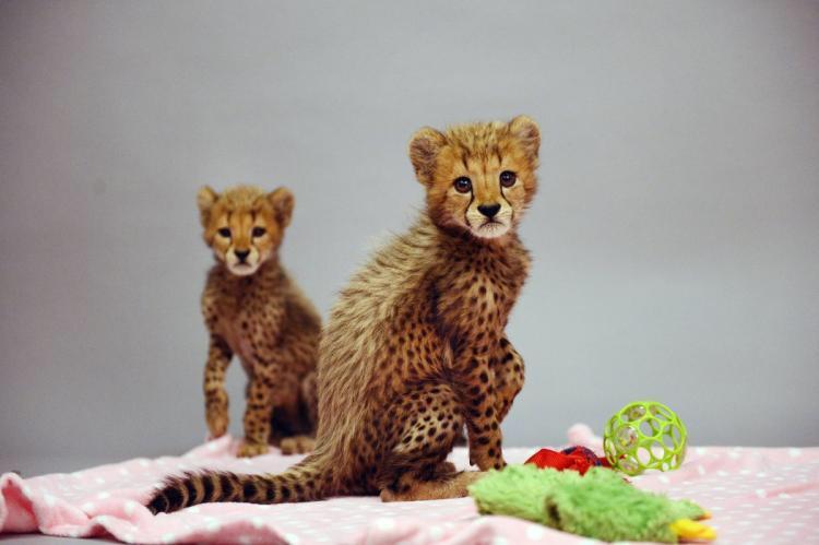 Posing for the camera | Scrolller